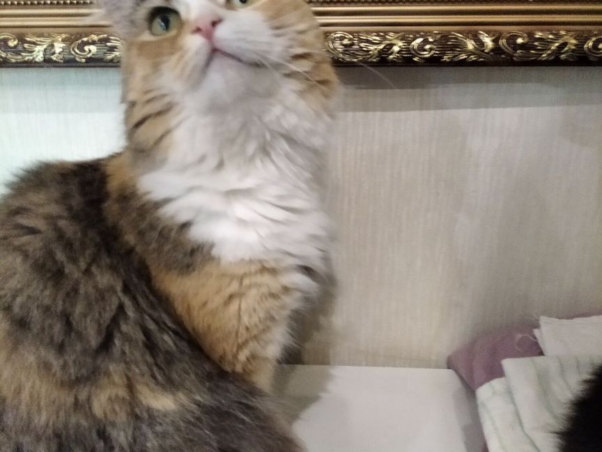 Кошка на счастье