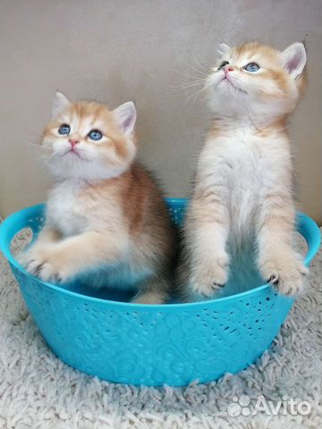 Золотые котята