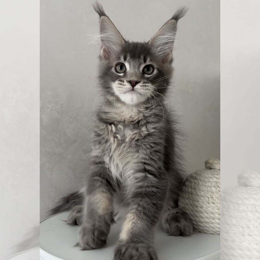 Мейн-кун котёнок