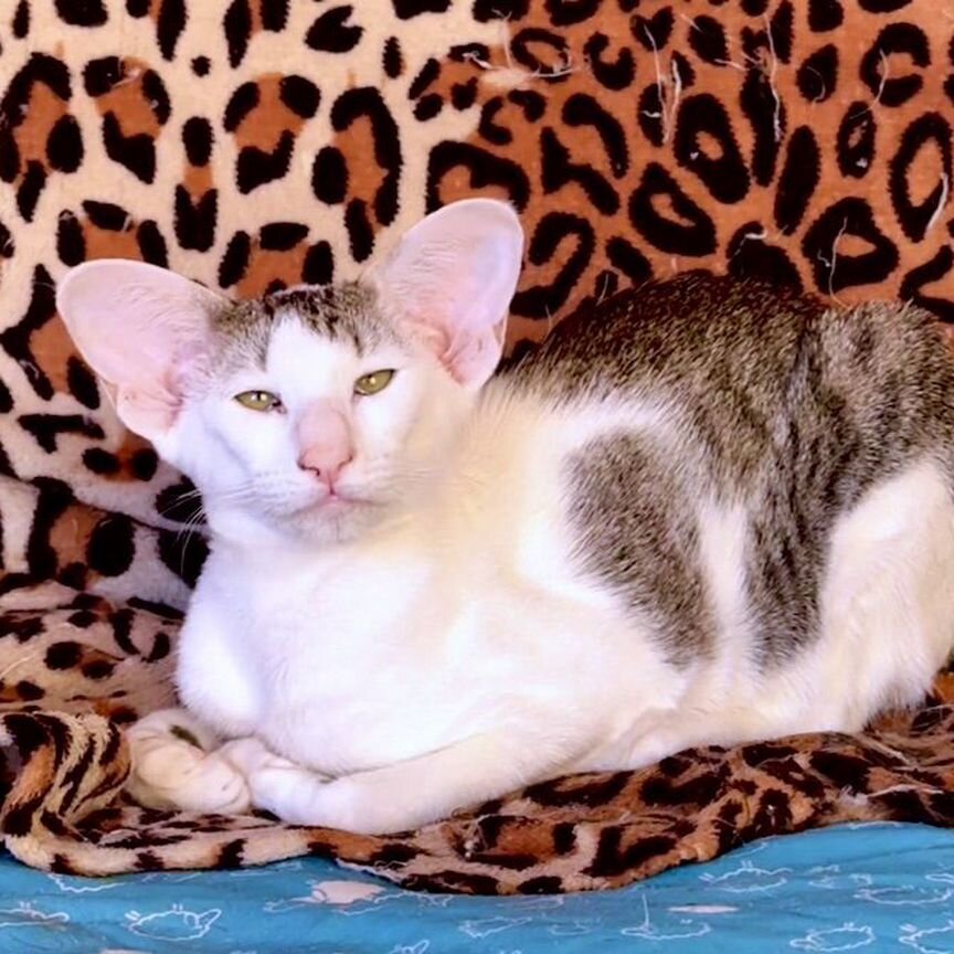 Ориентальный котенок