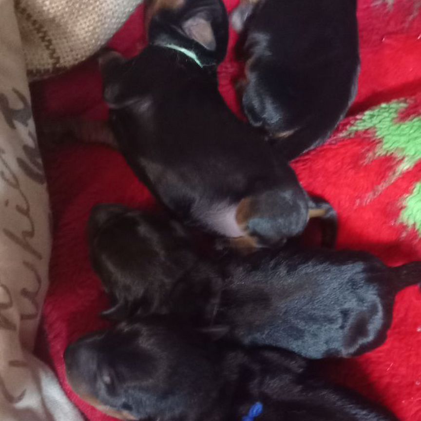 Щенки цвергпинчера