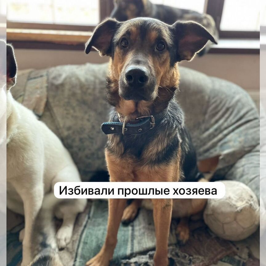 Взрослый пёс в добрые руки