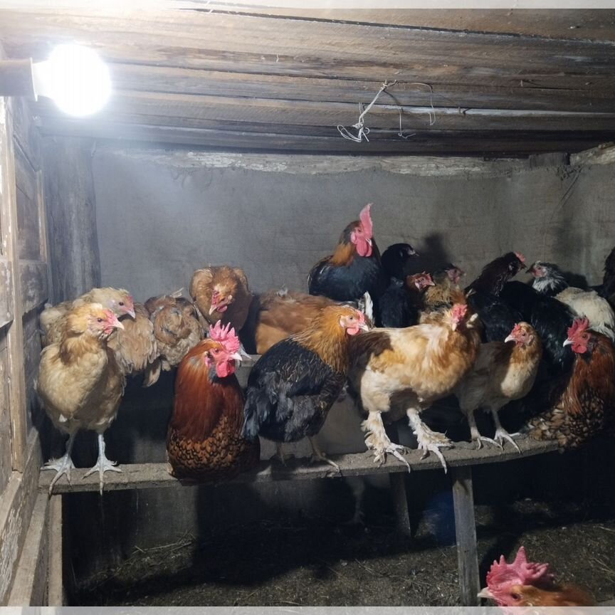 Продам петухов