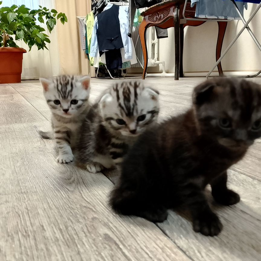 Британские котята