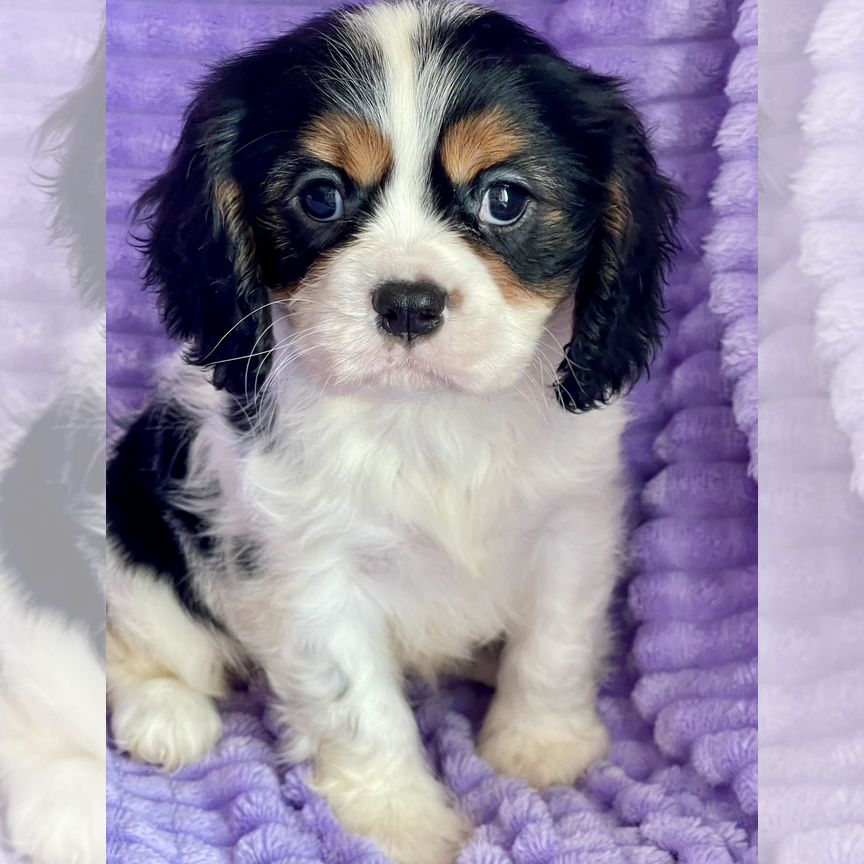 Кавалер кинг-чарльз-спаниель, щенок