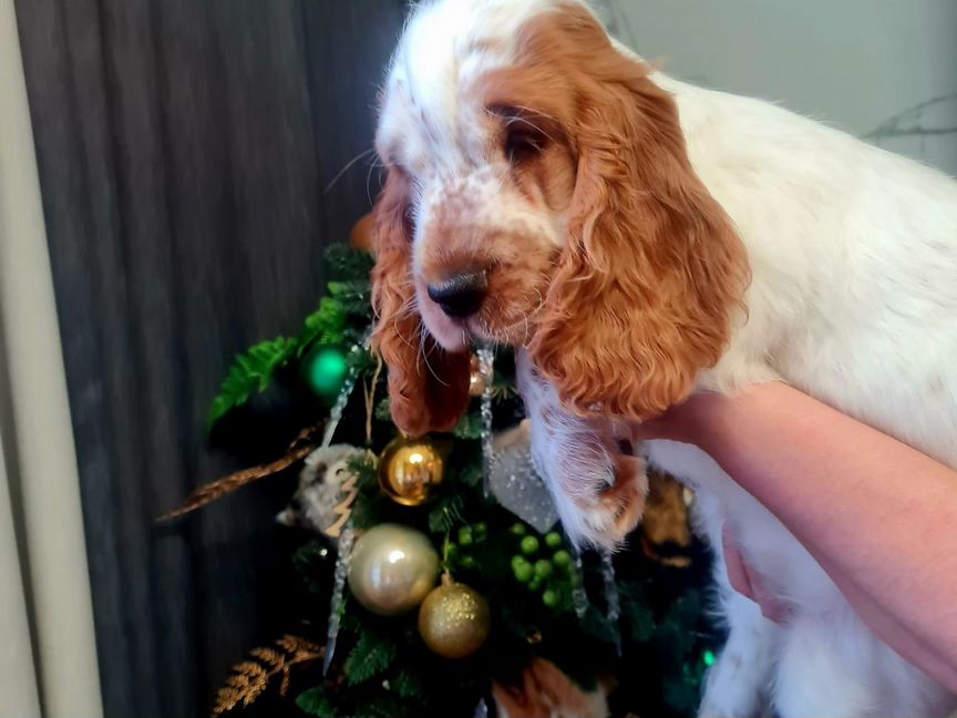 Щенок (мальчишка) английского кокер спаниеля