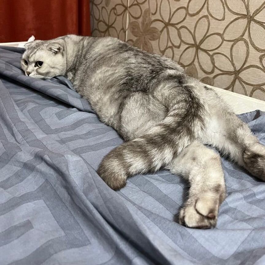 Шотландский вислоухий длинношёрстный, взрослый кот