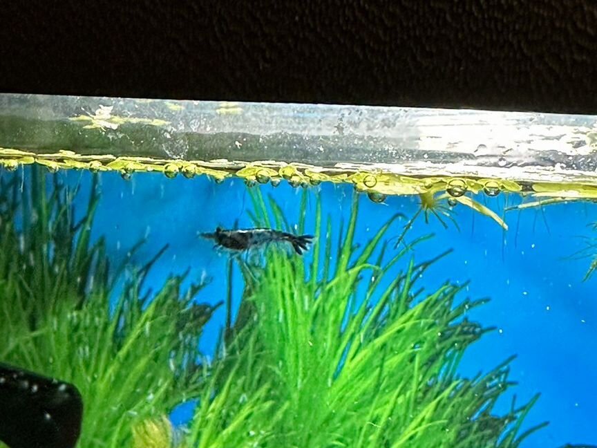 Креветки блю дрим