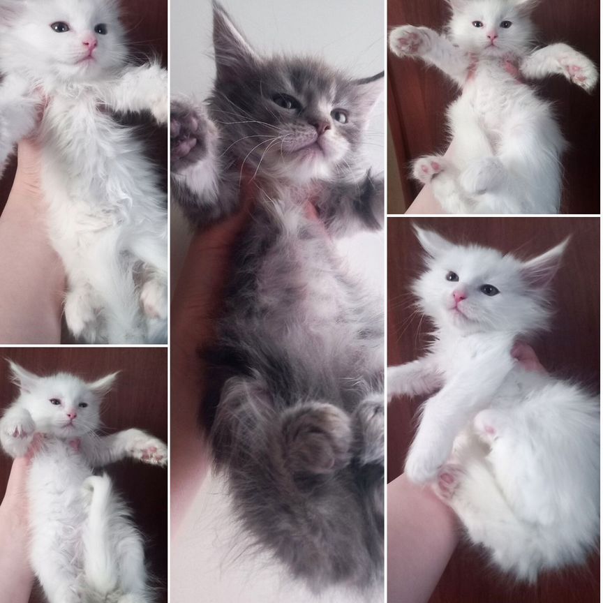 Мейн-кун котёнок