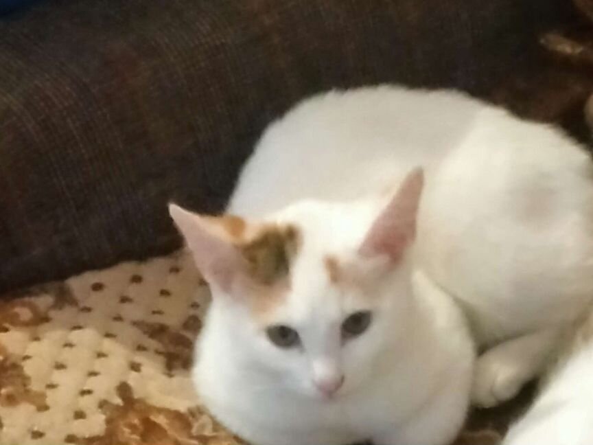 Котенок Беляночка