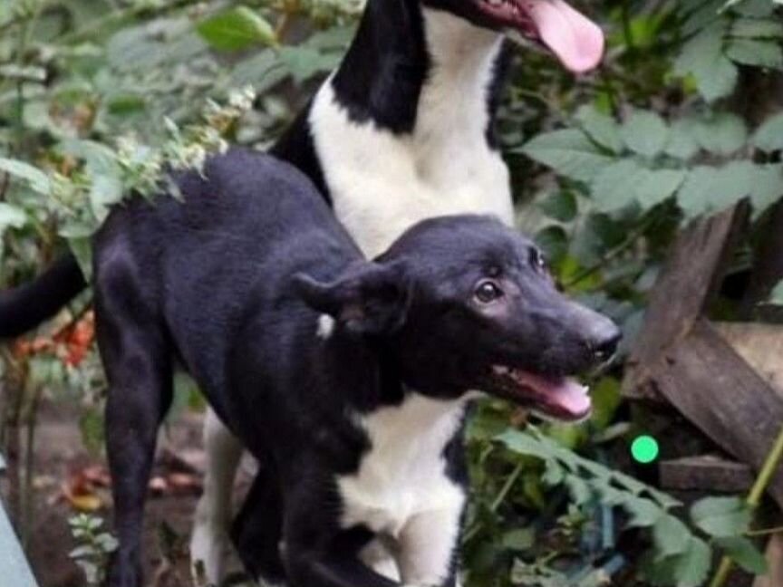 Погибают две собаки брат и сестра