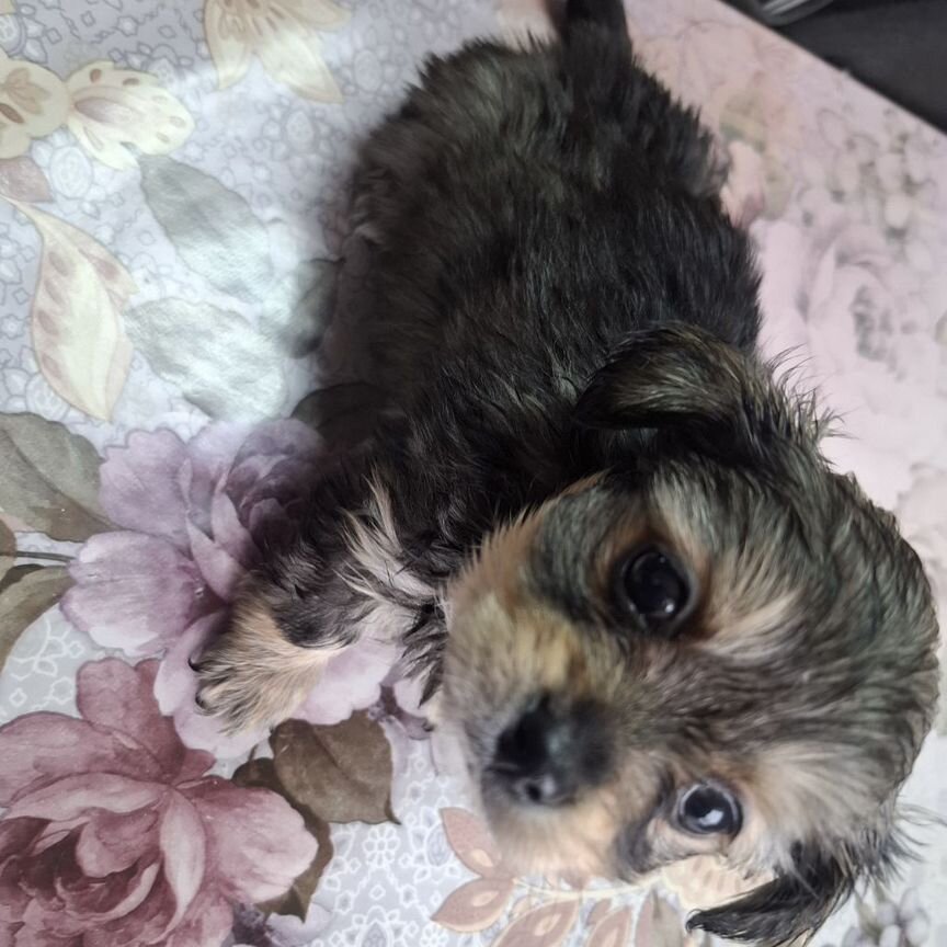 Русский той-терьер, щенок