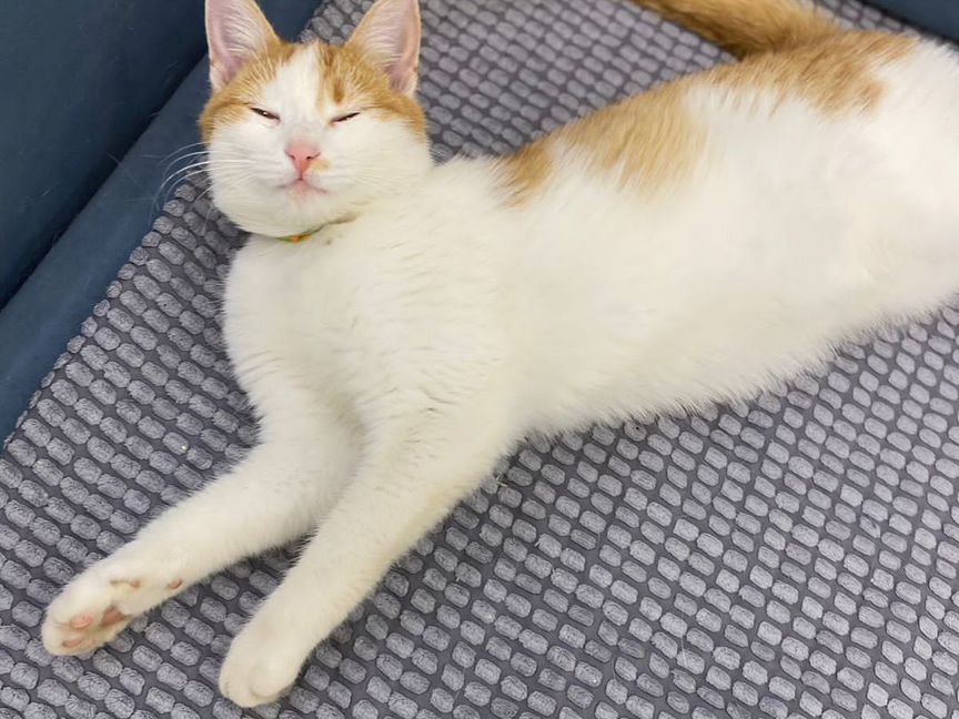 Котенок рыжунька
