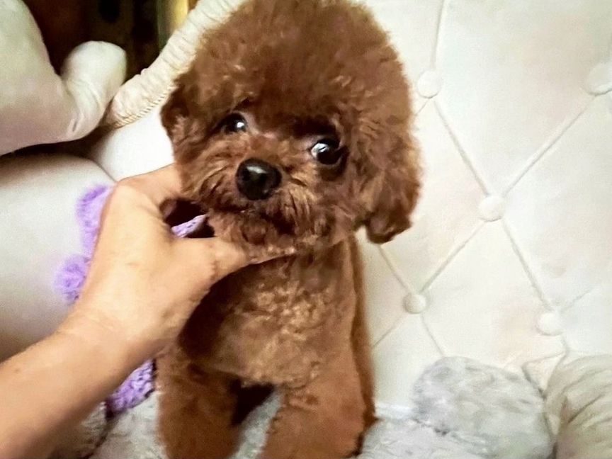 Той-пудель Тикапп вязка. Есть щенки на продажу