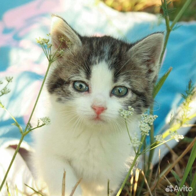 Котенок очаровашка ищет дом