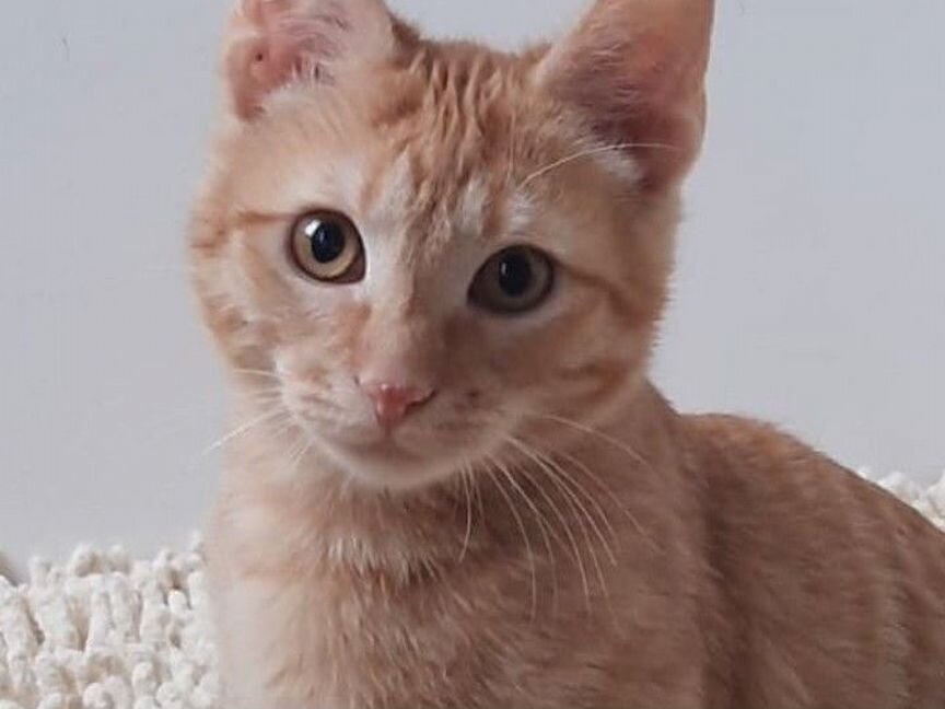 Рыжий котенок мальчик ищет семью