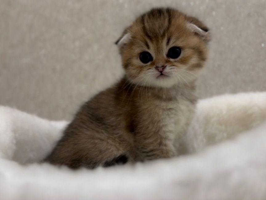 Шотландская кошка