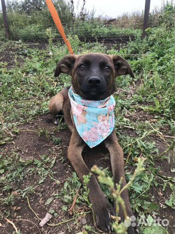 Бельгийская овчарка отдам