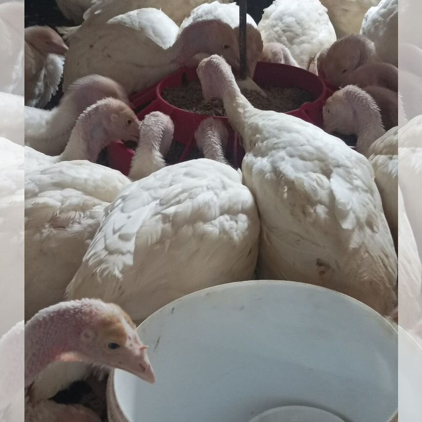 Индюки индюшата кроссы