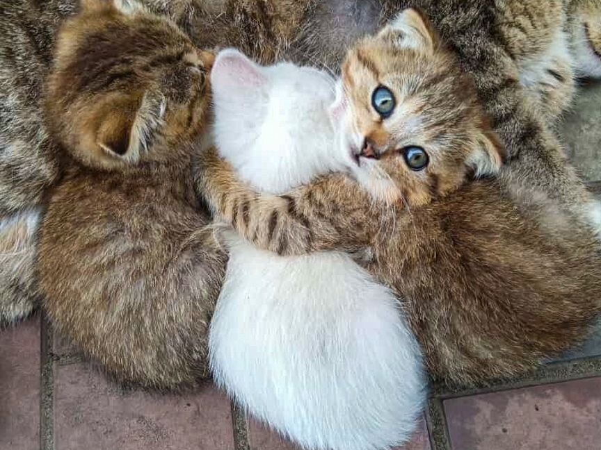 Котята в добрые руки