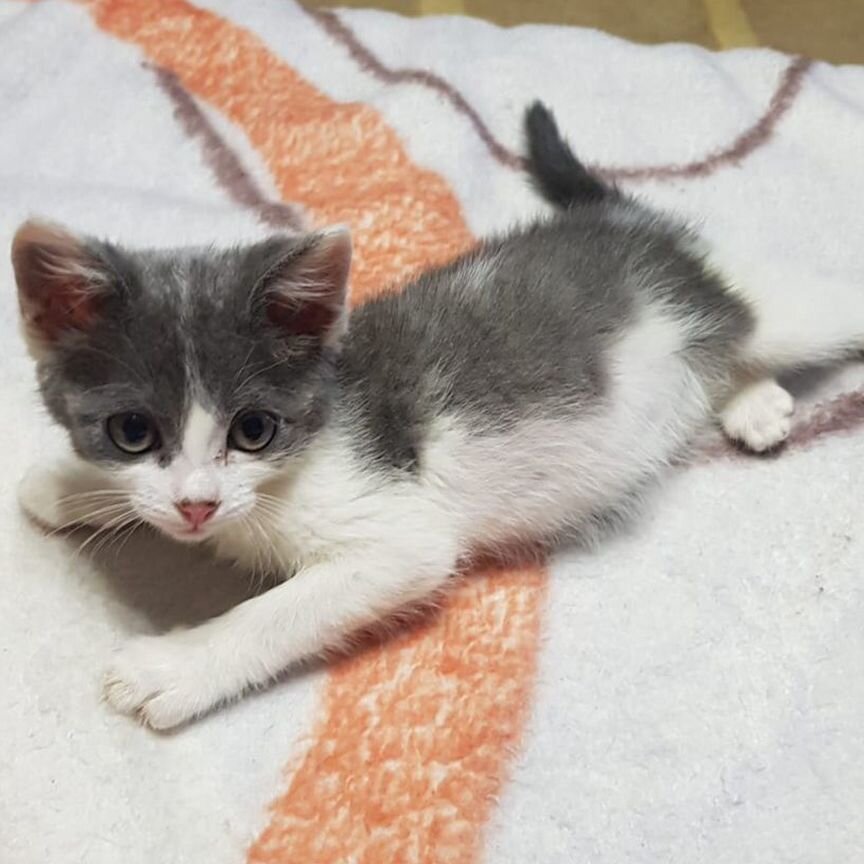 Котенок в добрые руки