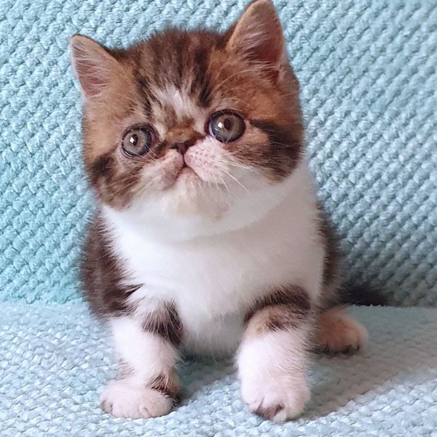 Экзотический мальчик