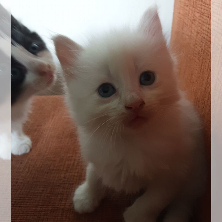 Белый котенок