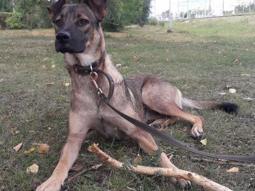 Собака Бэтта 12 месяцев