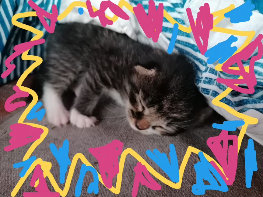 Отдам мышеловку-Машульку в хорошие руки