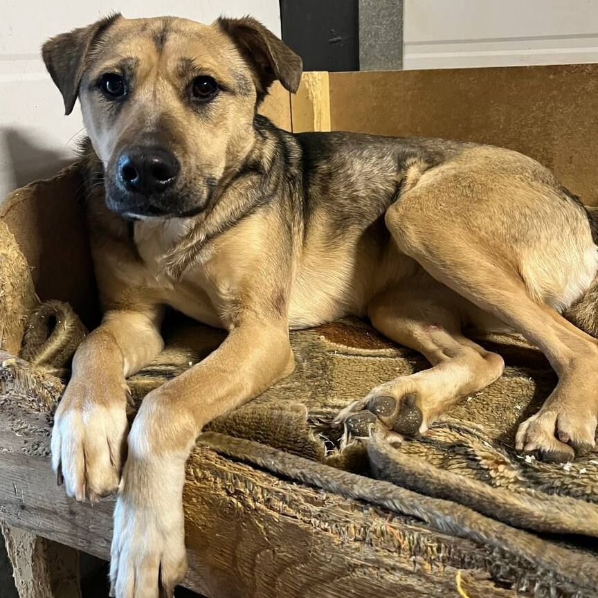 Взрослая собака в добрые руки