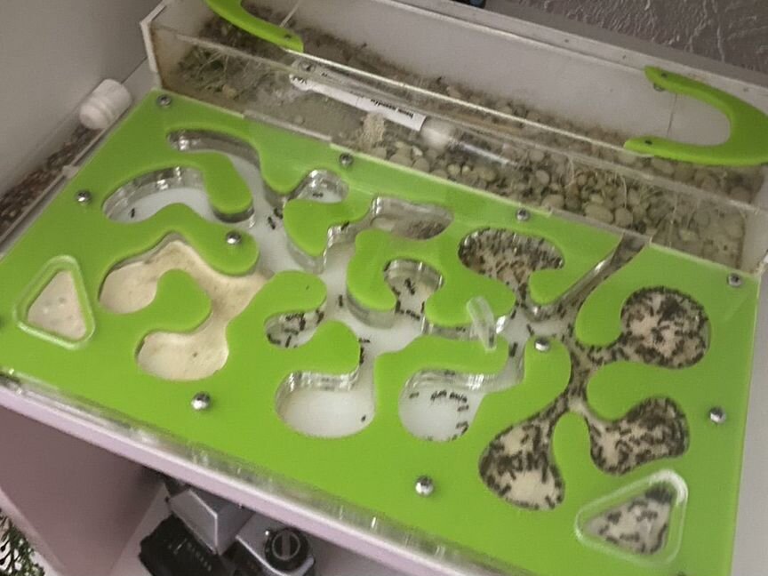 Муравьиная ферма antplanet с муравьями