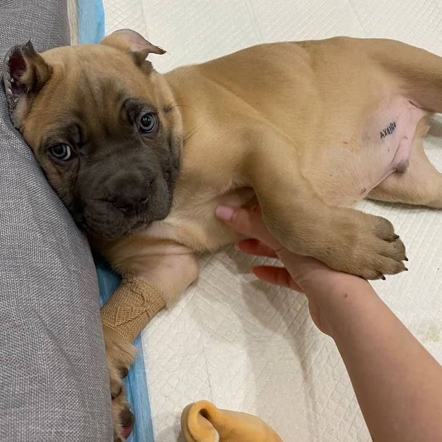 Щенок кане корсо