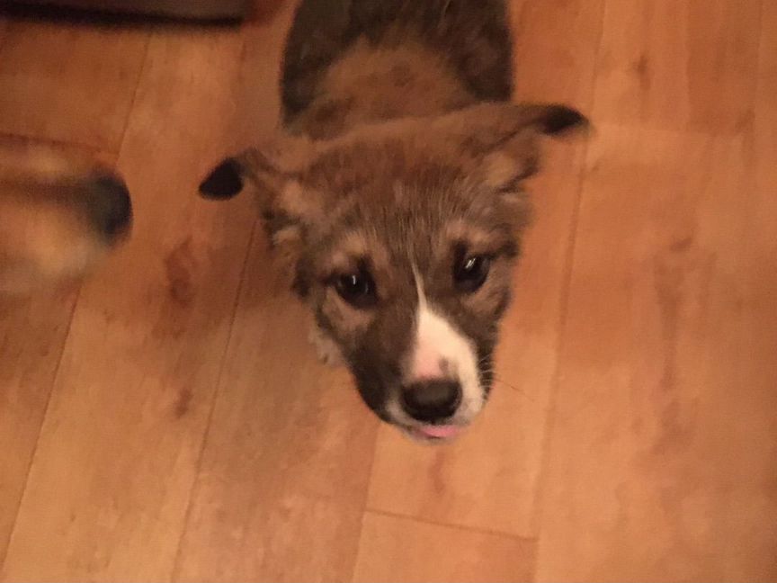 Щенки на пристройство