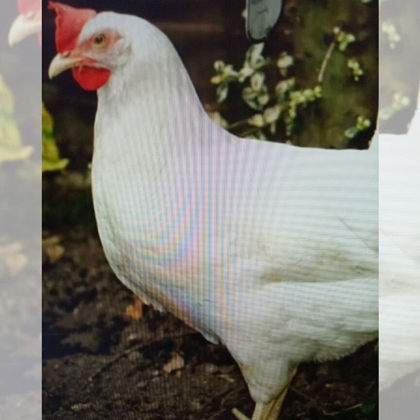 Куры несушки продам