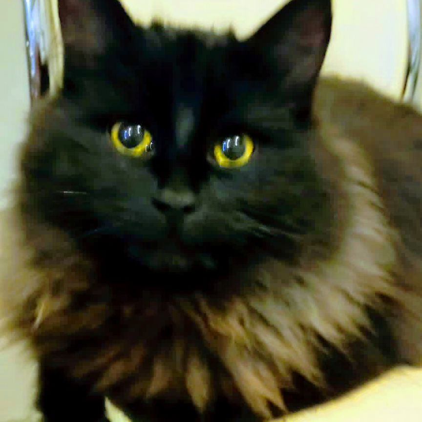 9-месячная Пантера в поисках мампап