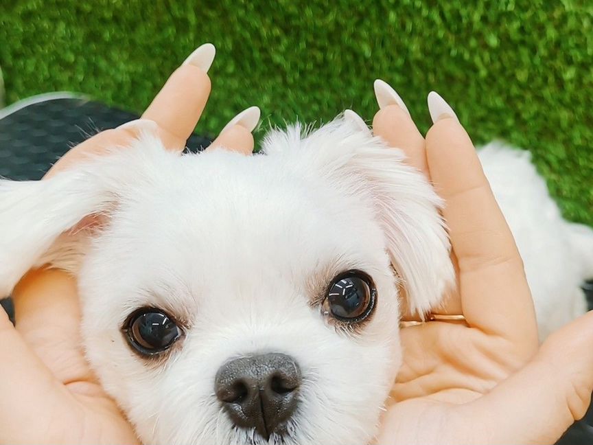 Мальтийская болонка малыши