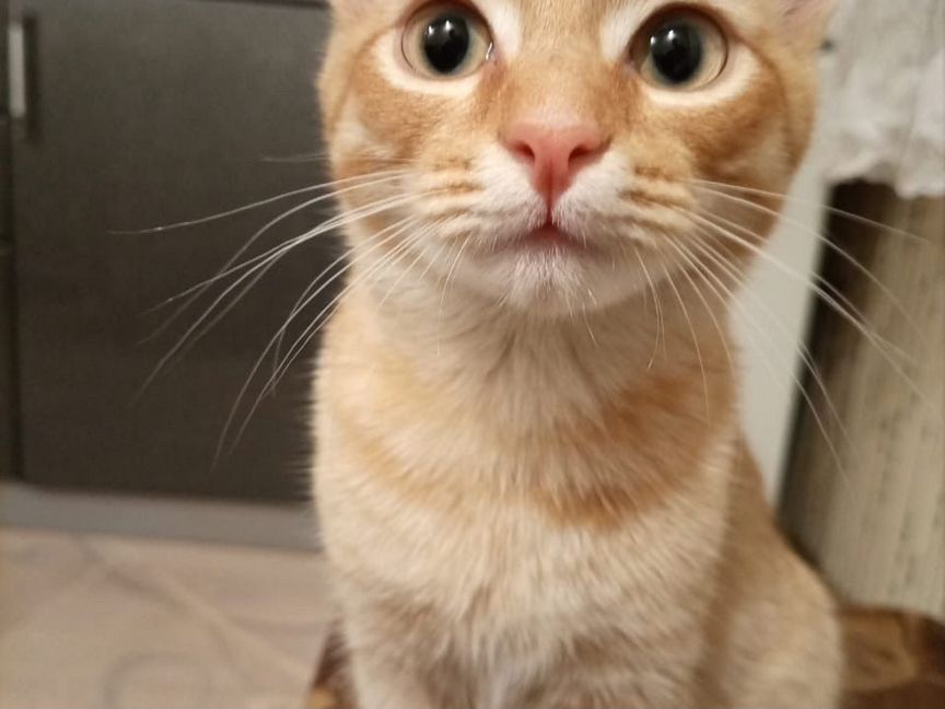 Котенок