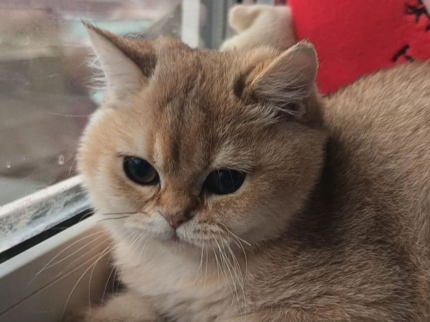 Бутуз