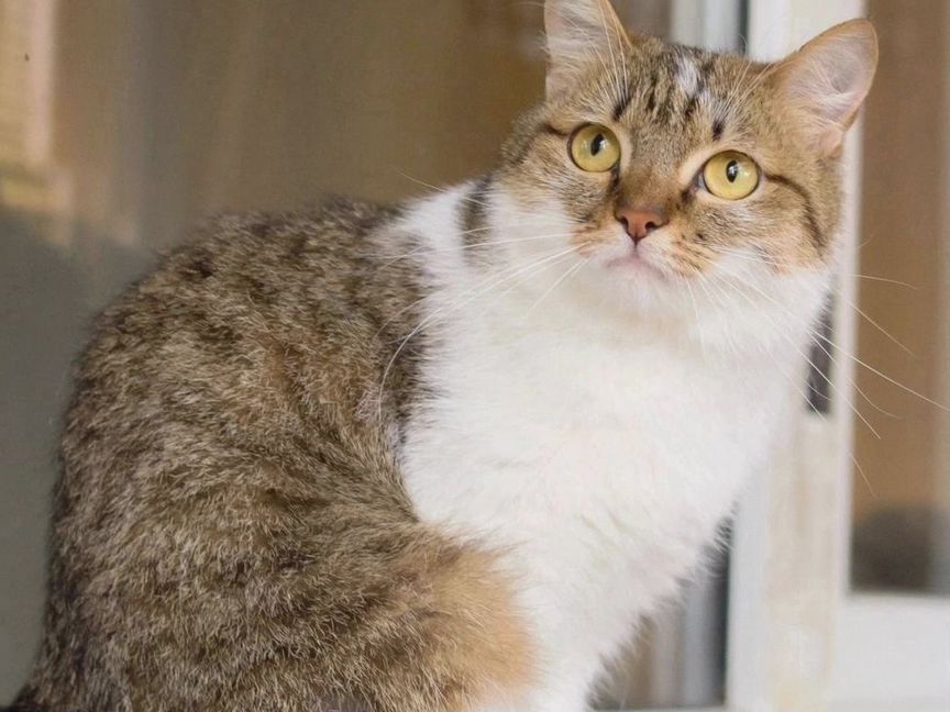 Мышеловка Лиза 1,5 г, стерилизована, лоток 5