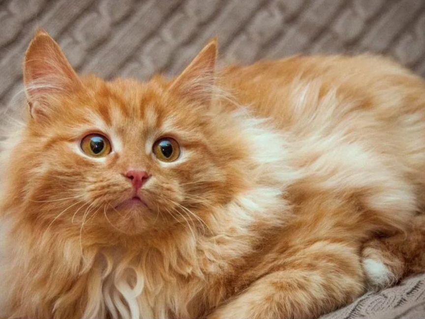 Рыжие пушистики, котики мечты ищут семью