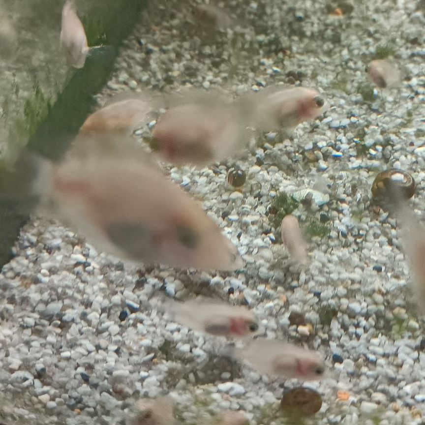 Цихлида фламинго