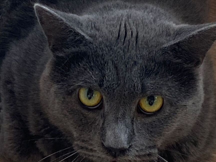 Котики бесплатно