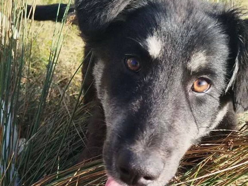 Маламут метис