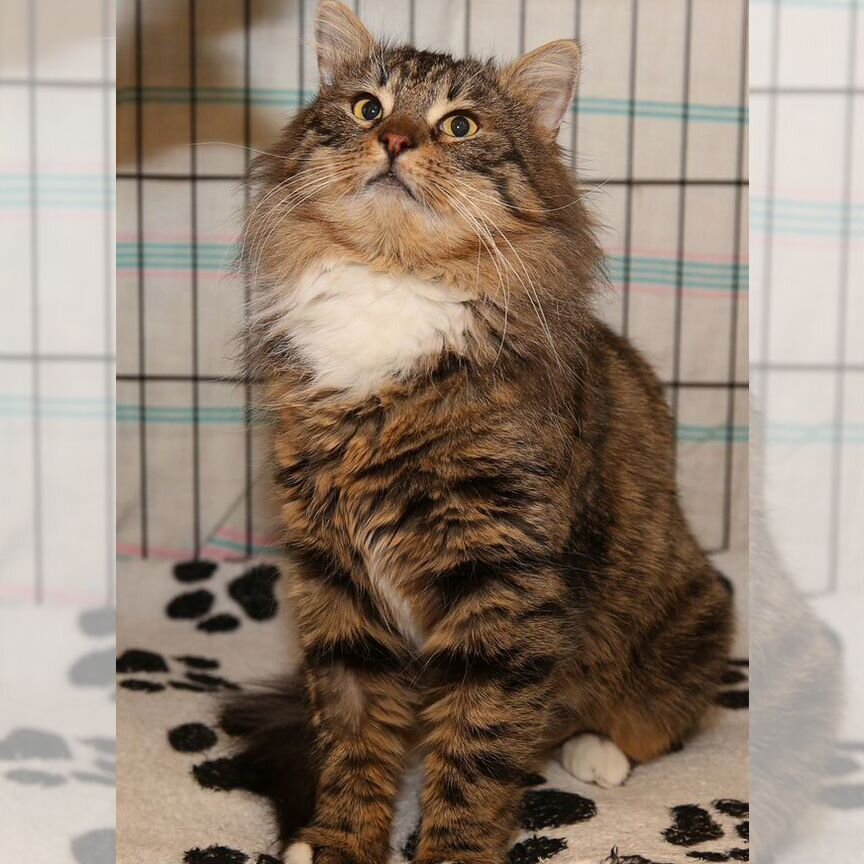 Взрослый кот в добрые руки