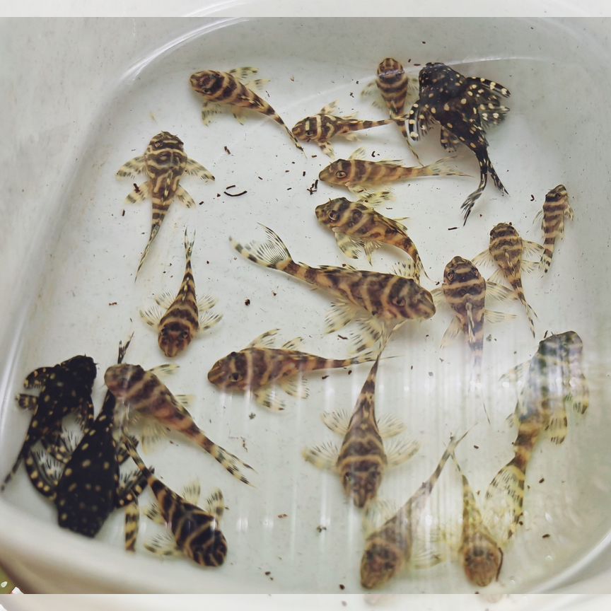 Малек номерных сомов Hypancistrus L401 и L201