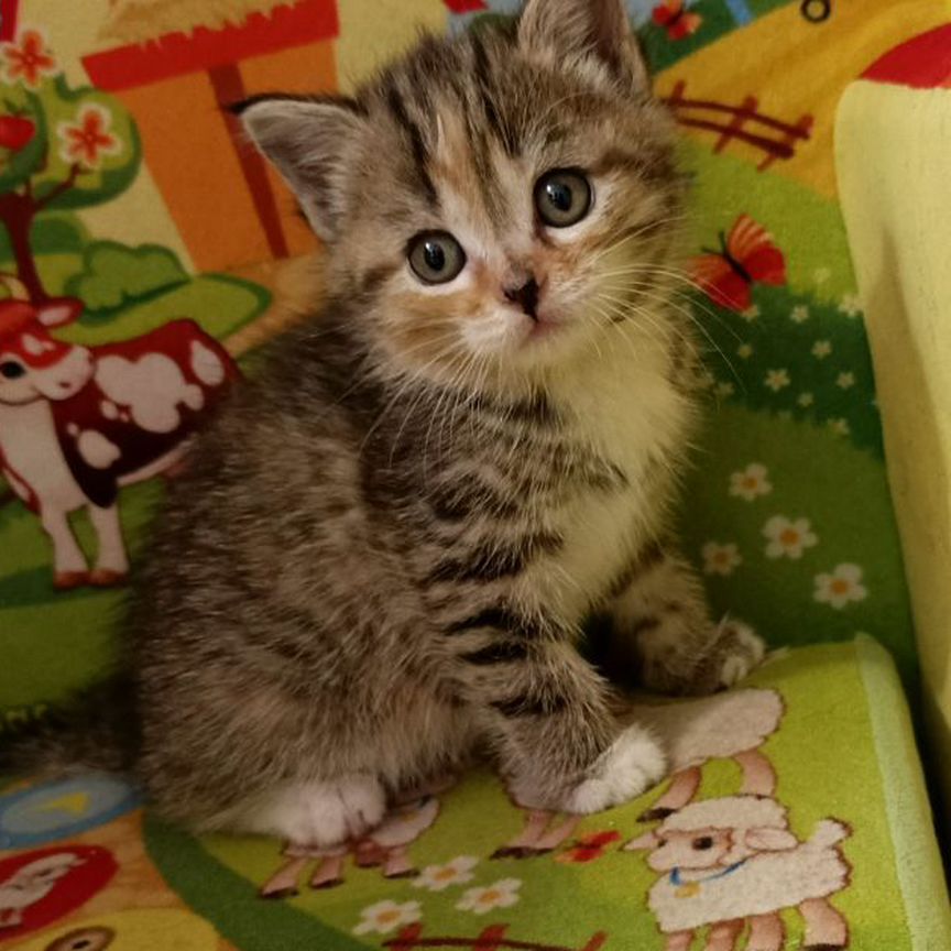 Котёнок в добрые руки