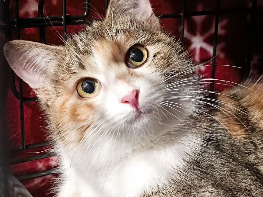 Кошечка Дуся 7 месяцев. Ищет дом