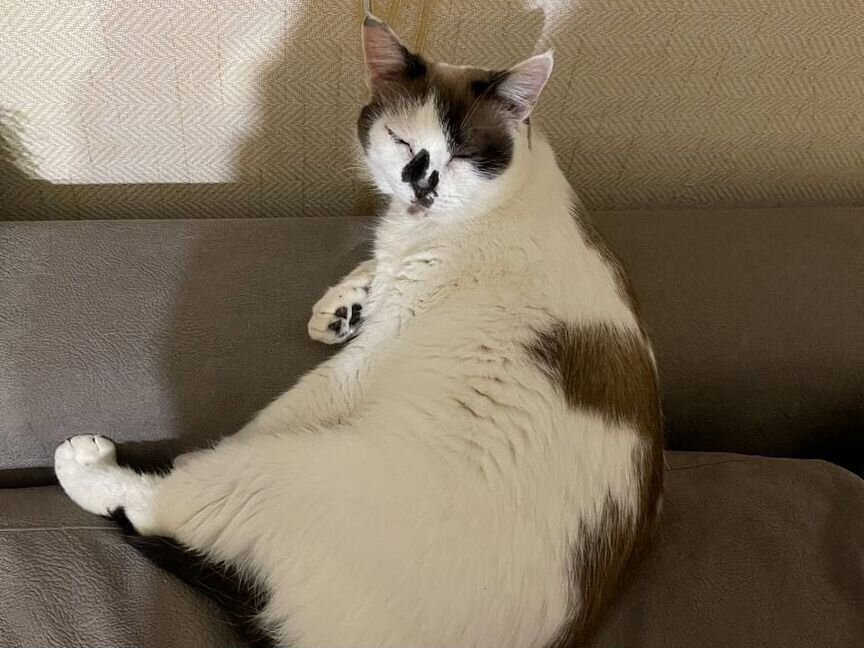 Сфинкс в шубе