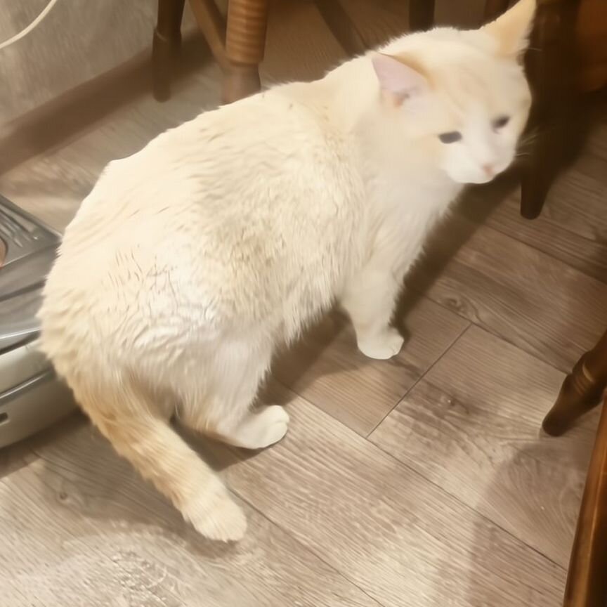 Взрослый кот в добрые руки