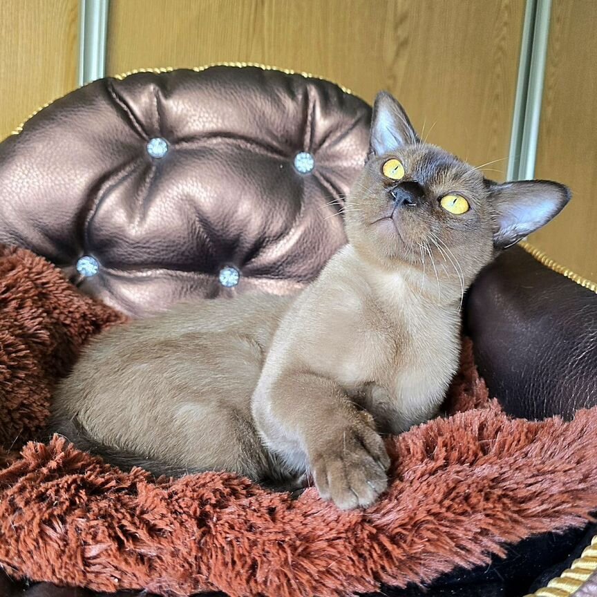 Европейский бурманский котёнок